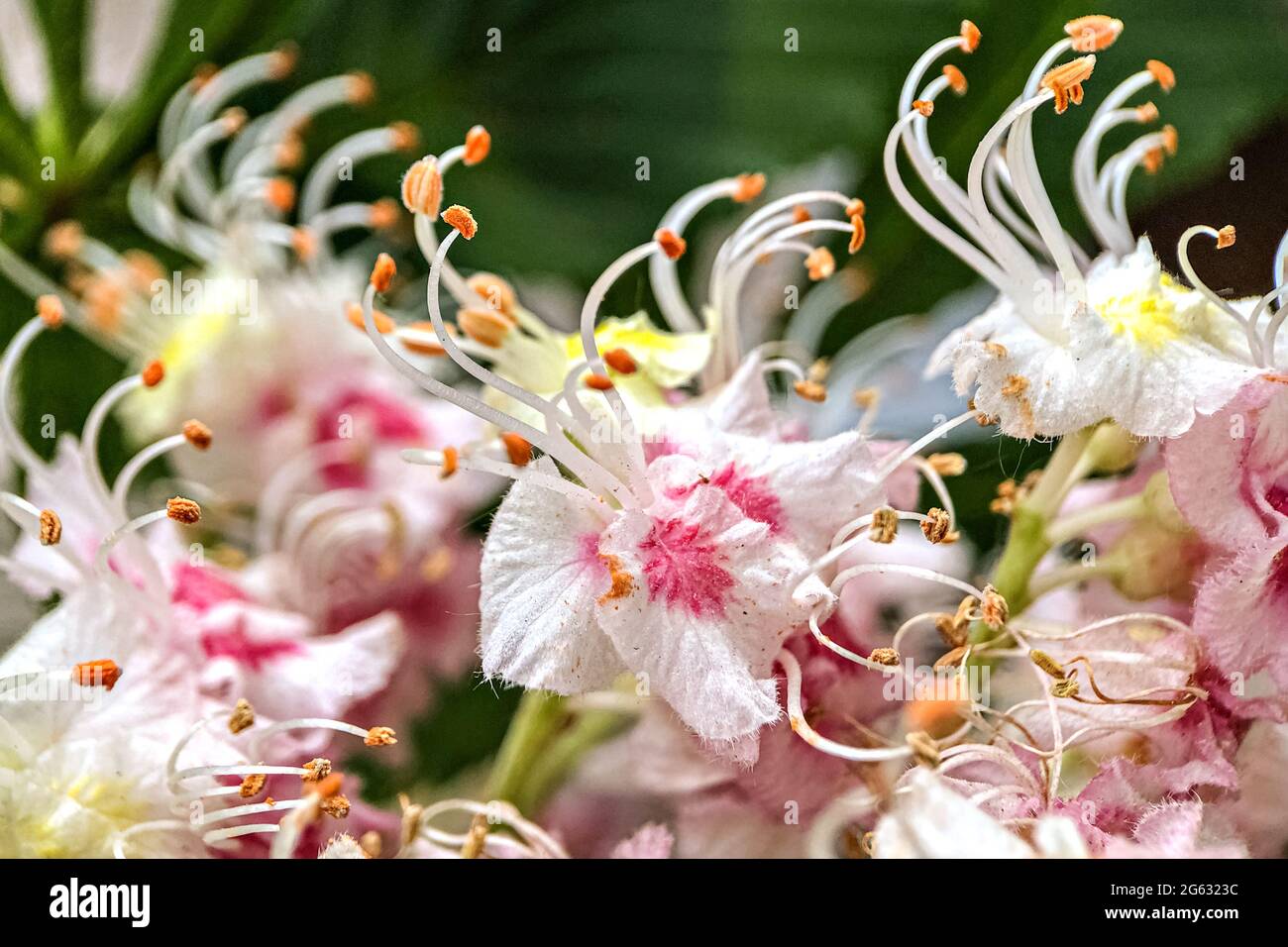 Chestnut inflorescences. White-rose flowers close-up. Natural ...