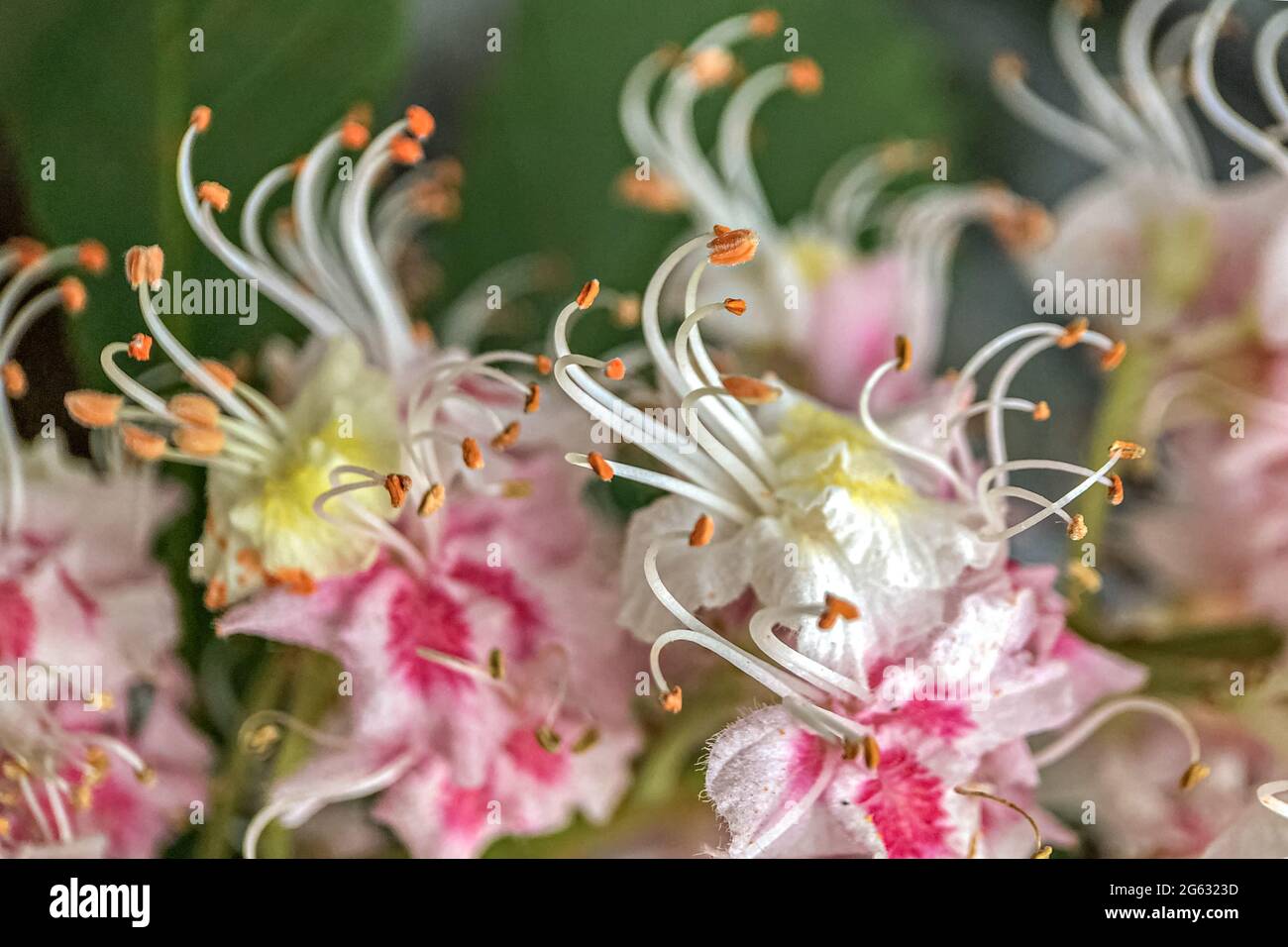 Chestnut inflorescences. White-rose flowers close-up. Natural ...