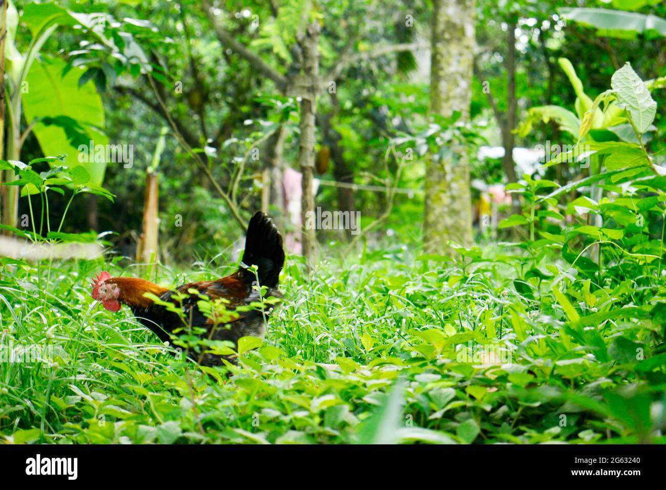 Chicken on the way hi-res stock photography and images - Alamy