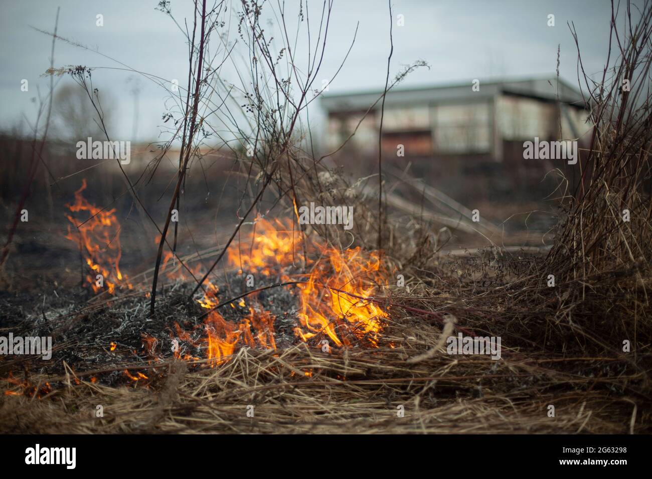 Dry grass is burning. Fire in the field in spring. Burning dead wood ...