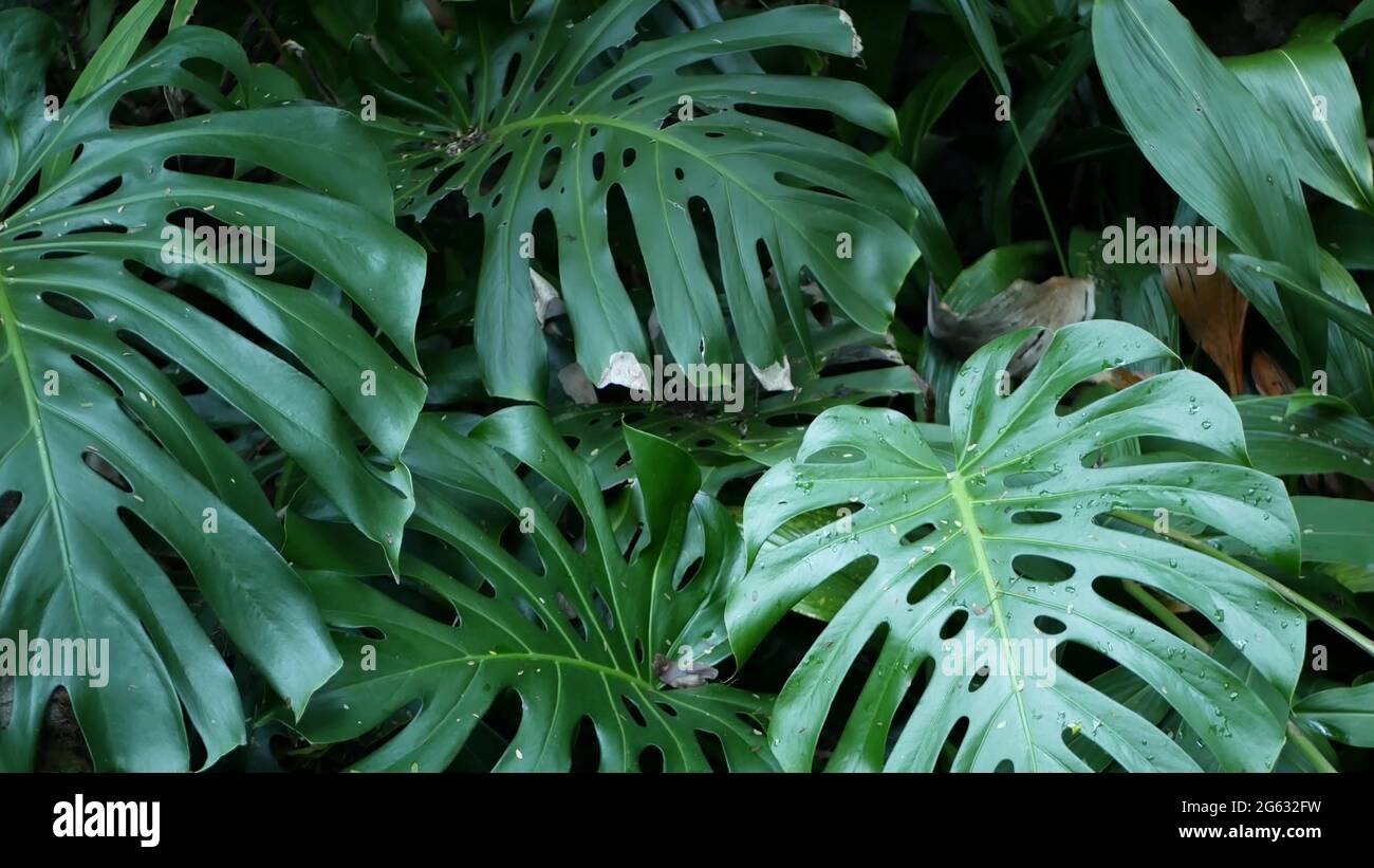 Exotic monstera jungle rainforest tropical atmosphere. Fresh juicy ...