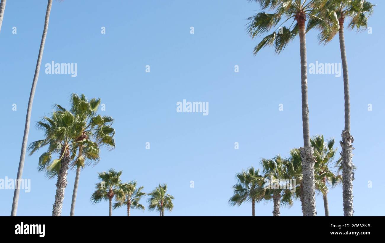 Palms in Los Angeles, California, USA. Summertime aesthetic of Santa ...