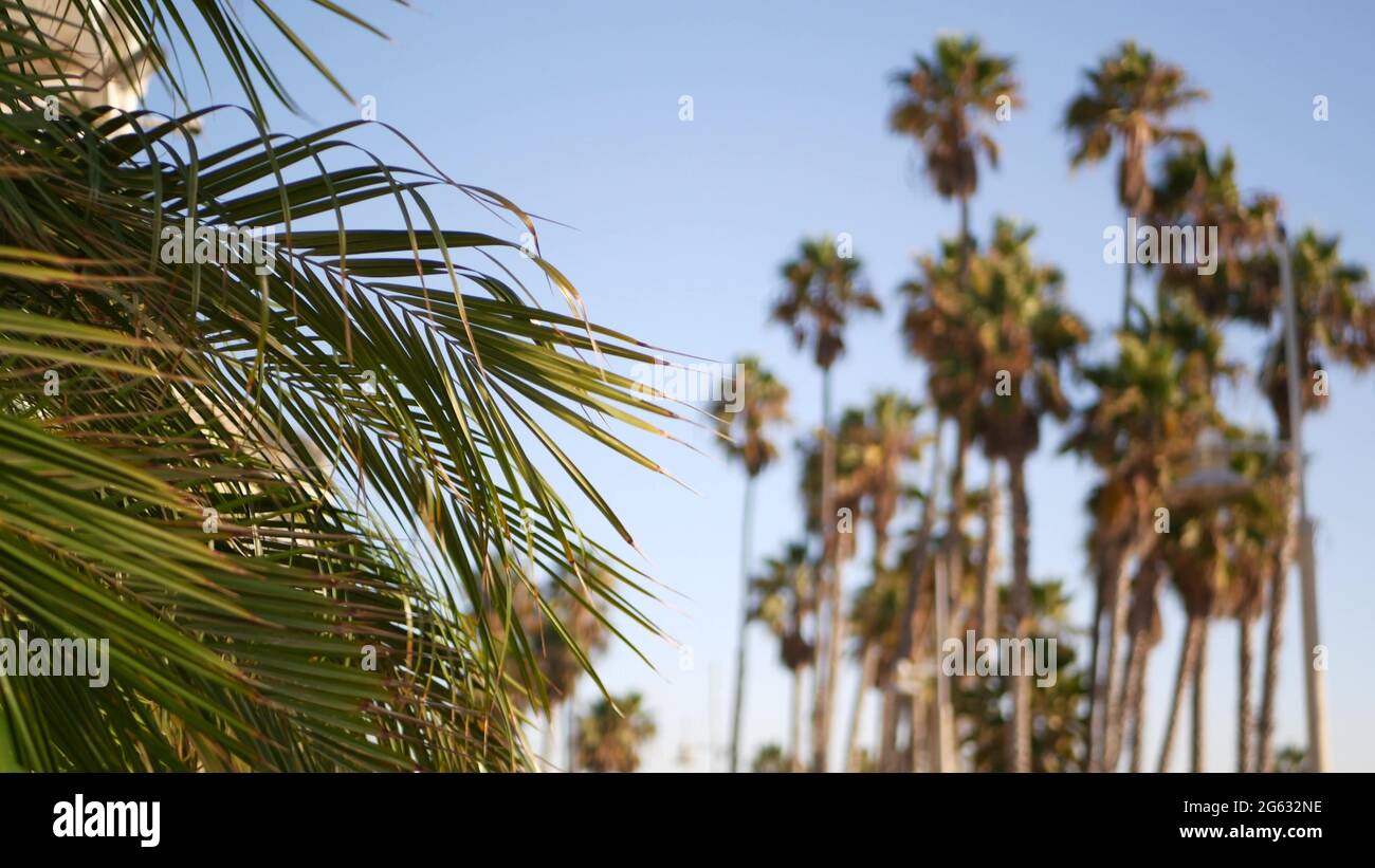 Palms in Los Angeles, California, USA. Summertime aesthetic of Santa ...