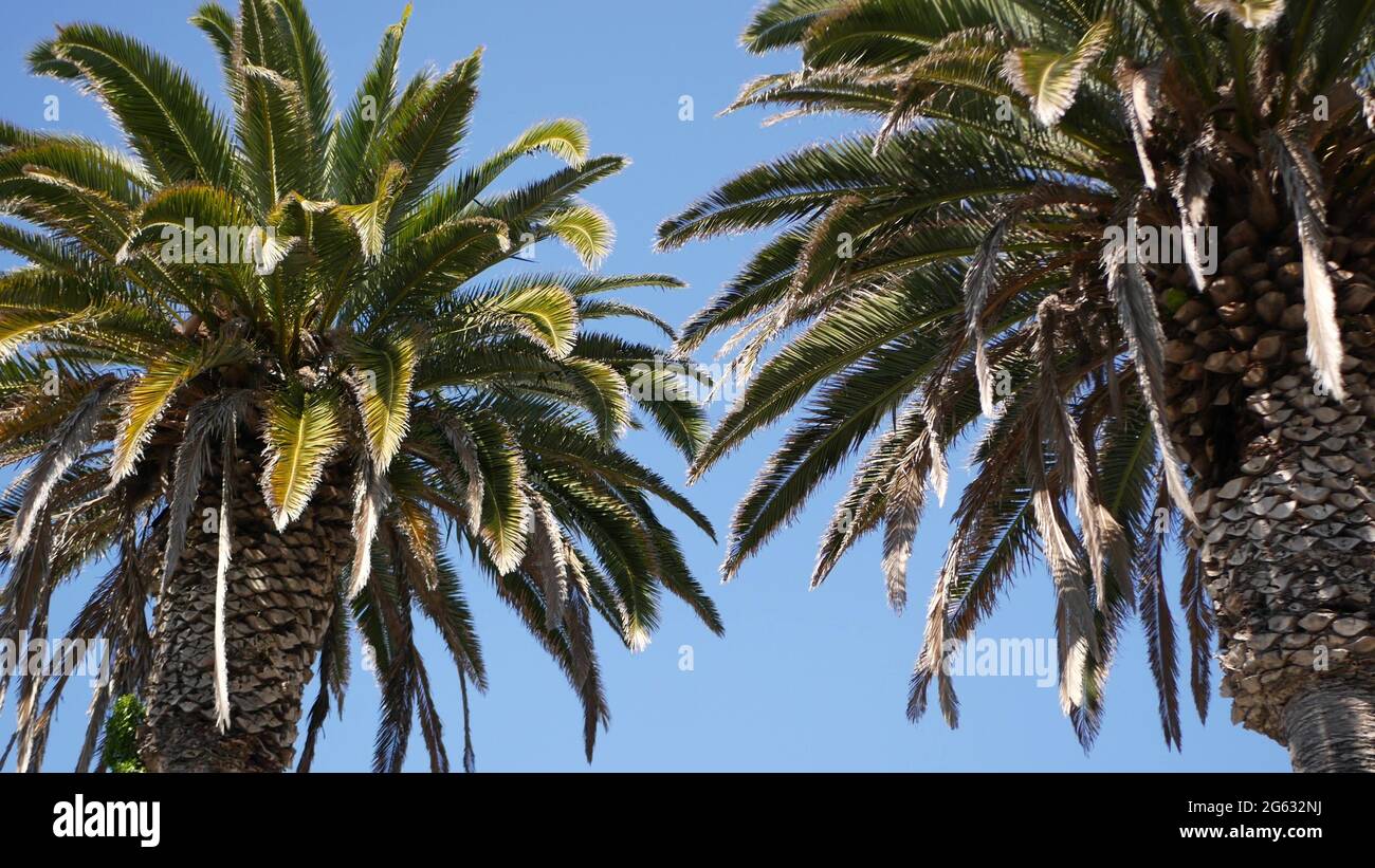 Palms in Los Angeles, California, USA. Summertime aesthetic of Santa ...
