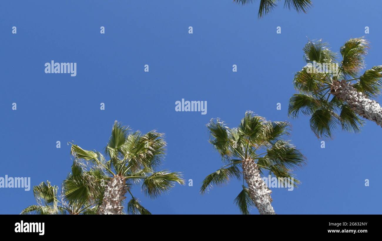 Palms in Los Angeles, California, USA. Summertime aesthetic of Santa ...
