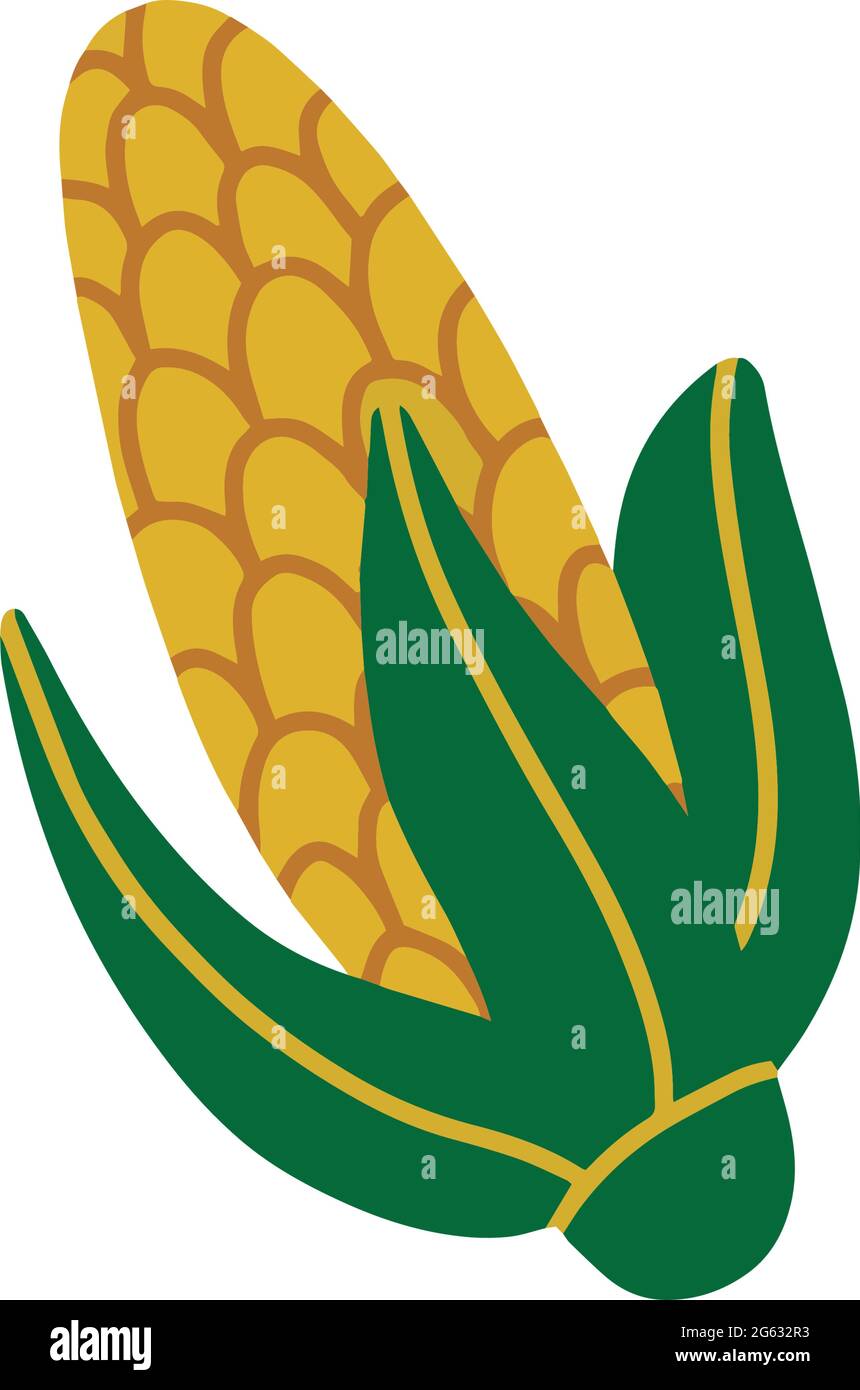 Single stalk corn Cut Out Stock Images & Pictures - Alamy