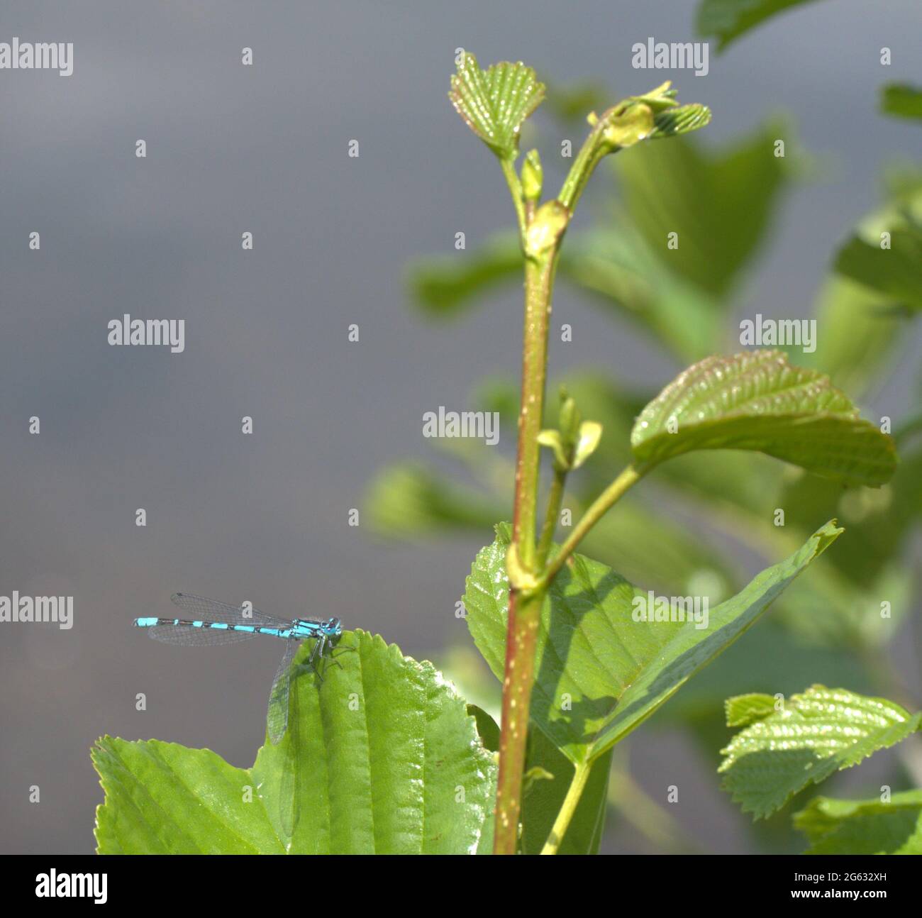 Damselflies are smaller than dragonflies hi-res stock photography and ...