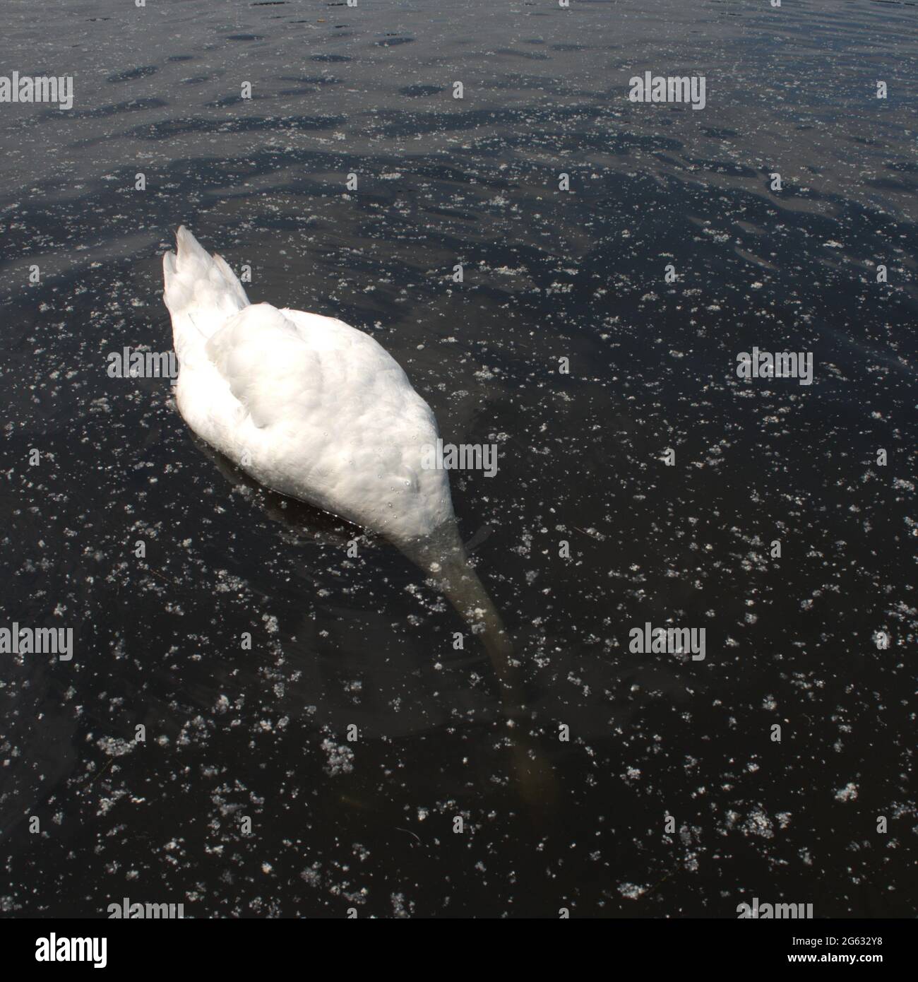 Single Mute Swan dipping its head below the water searching for food ...