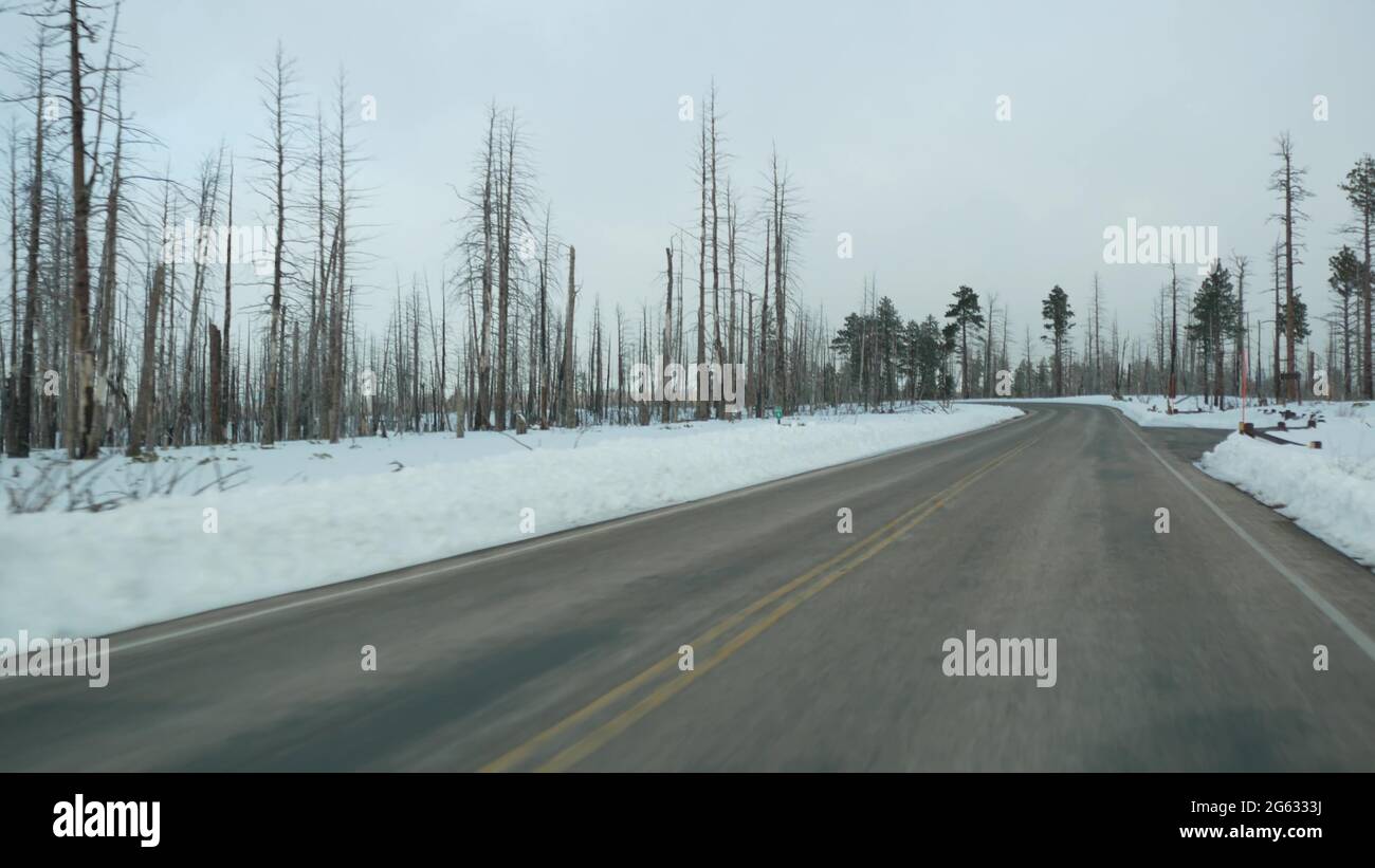 Forest fire aftermath, burnt charred trees in USA. Black dry burned ...