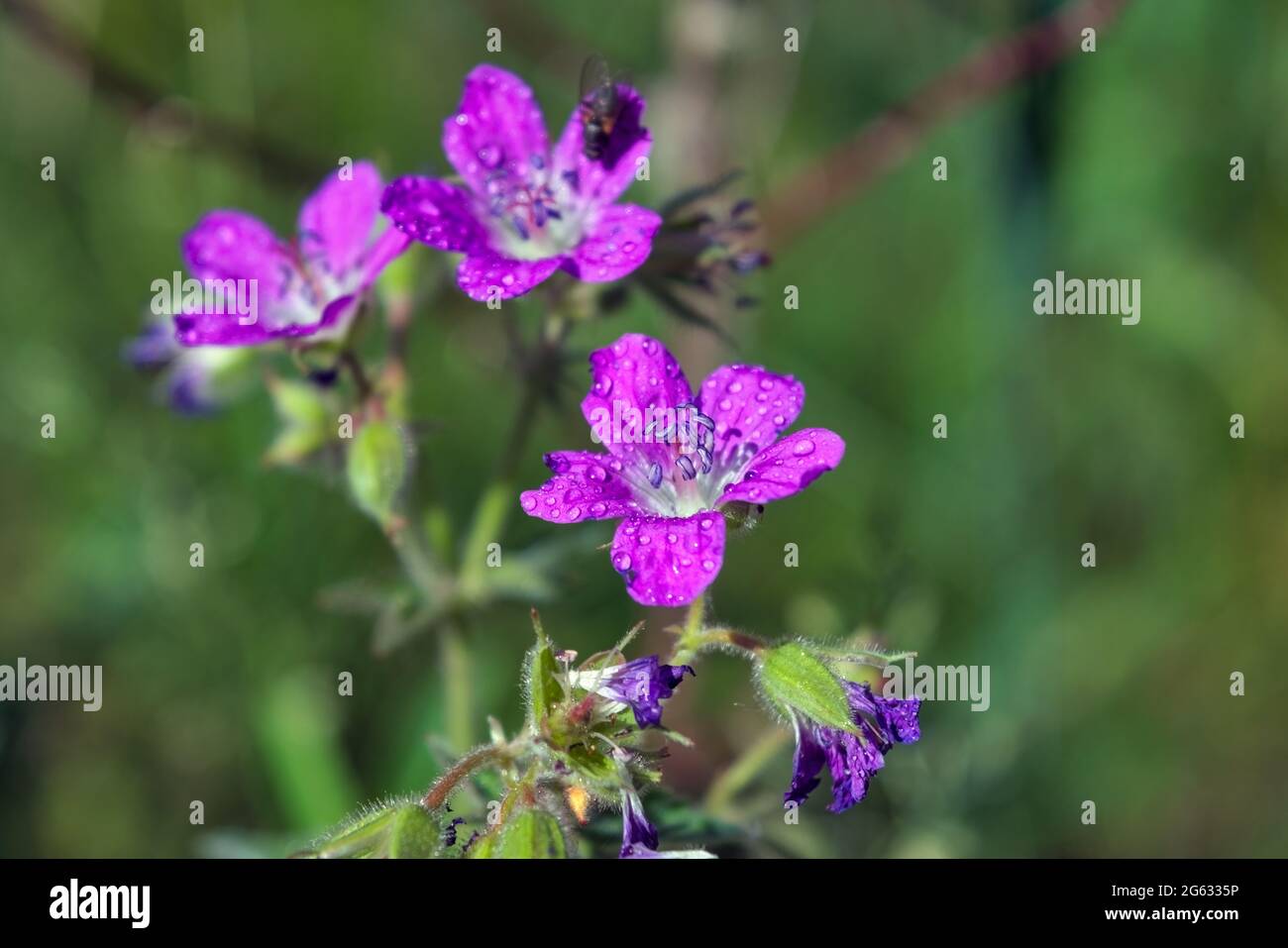 Blue Geraniums flowers under the summer sunlight. Forest geranium ...