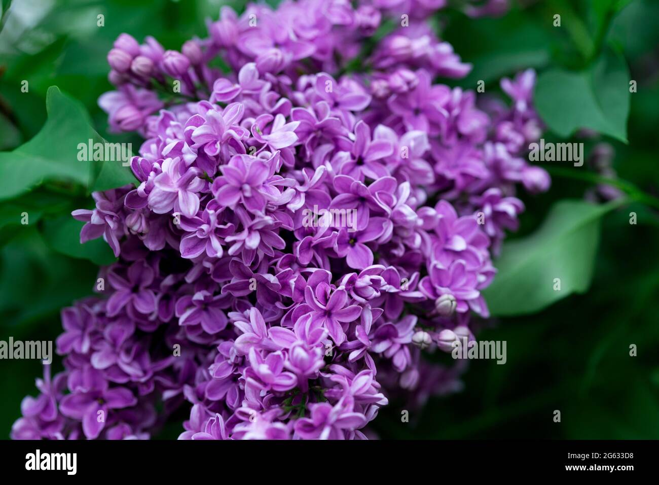 persian lilac flowers. Beautiful spring background of flowering lilac ...