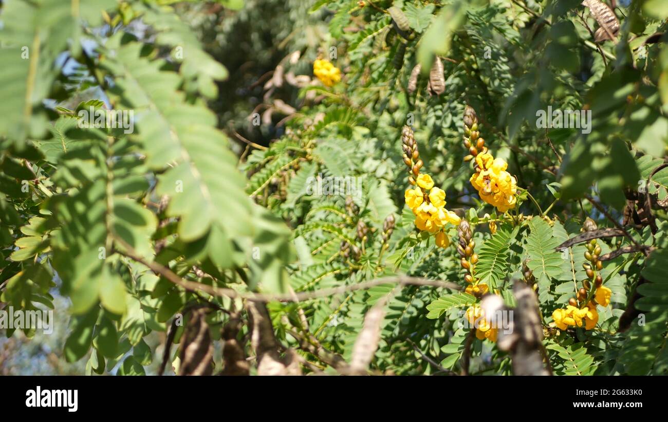 African senna hi-res stock photography and images - Alamy