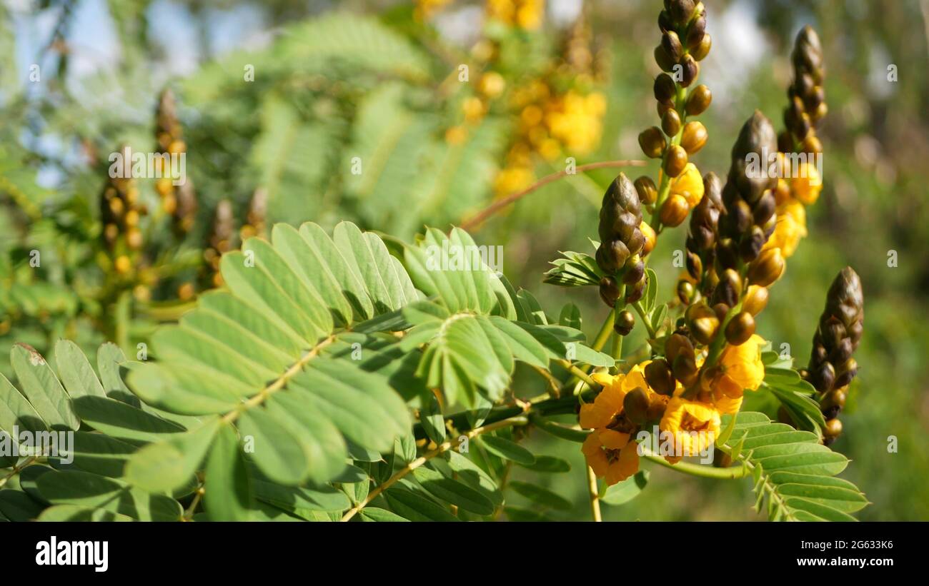 African senna flowers blossom, gardening in California, USA. Natural ...