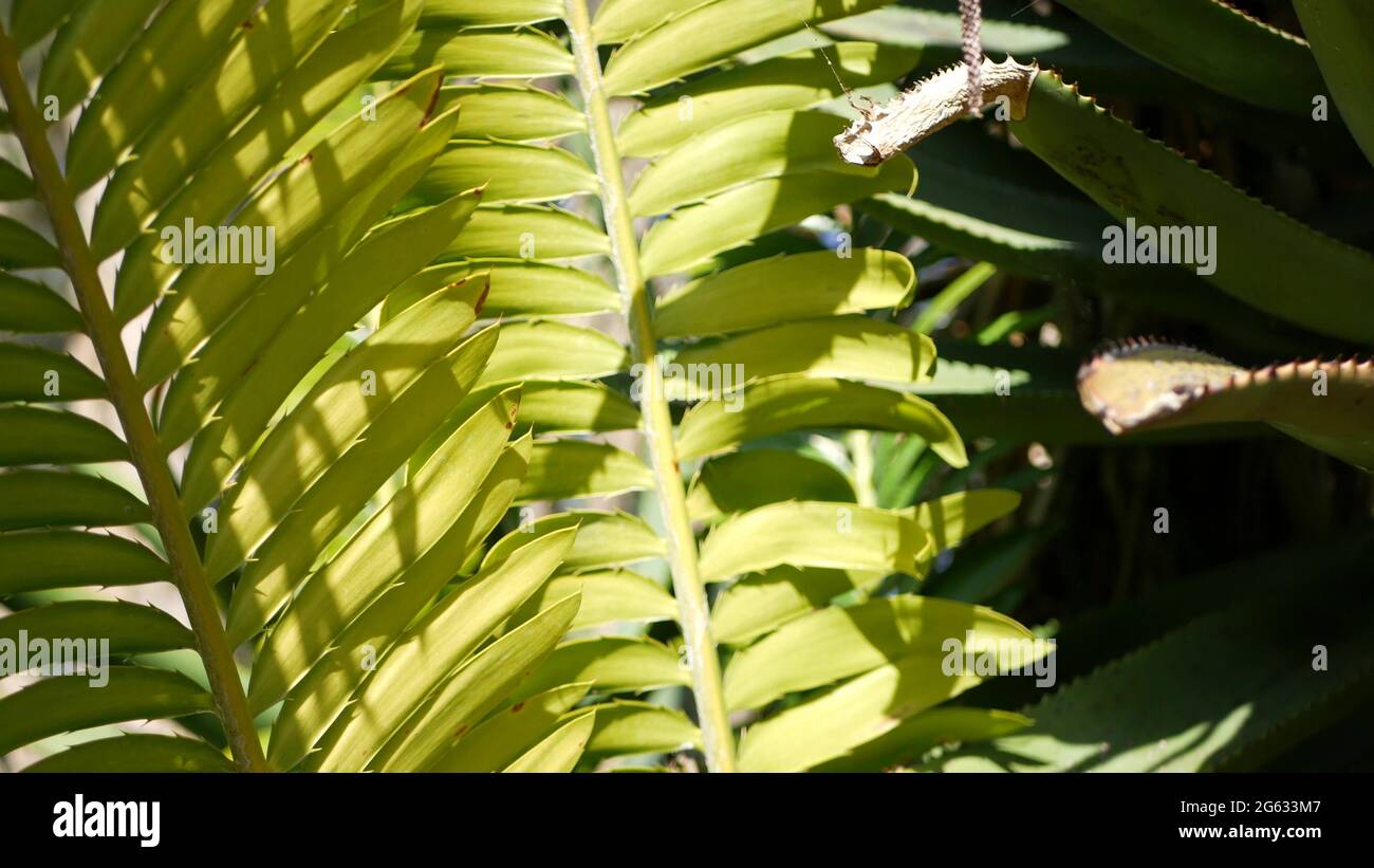 Cycad fern leaves in forest, California USA. Green fresh juicy natural ...