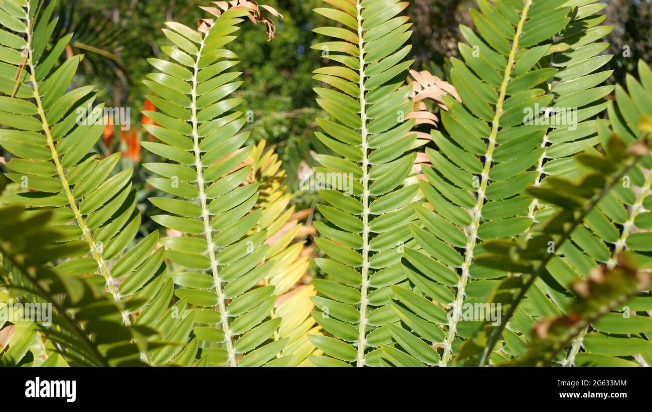 Wood’s cycad hi-res stock photography and images - Alamy