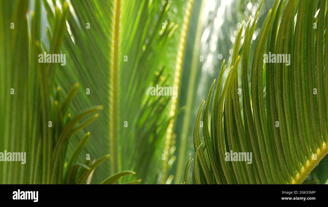 Cycad fern leaves in forest, California USA. Green fresh juicy natural ...