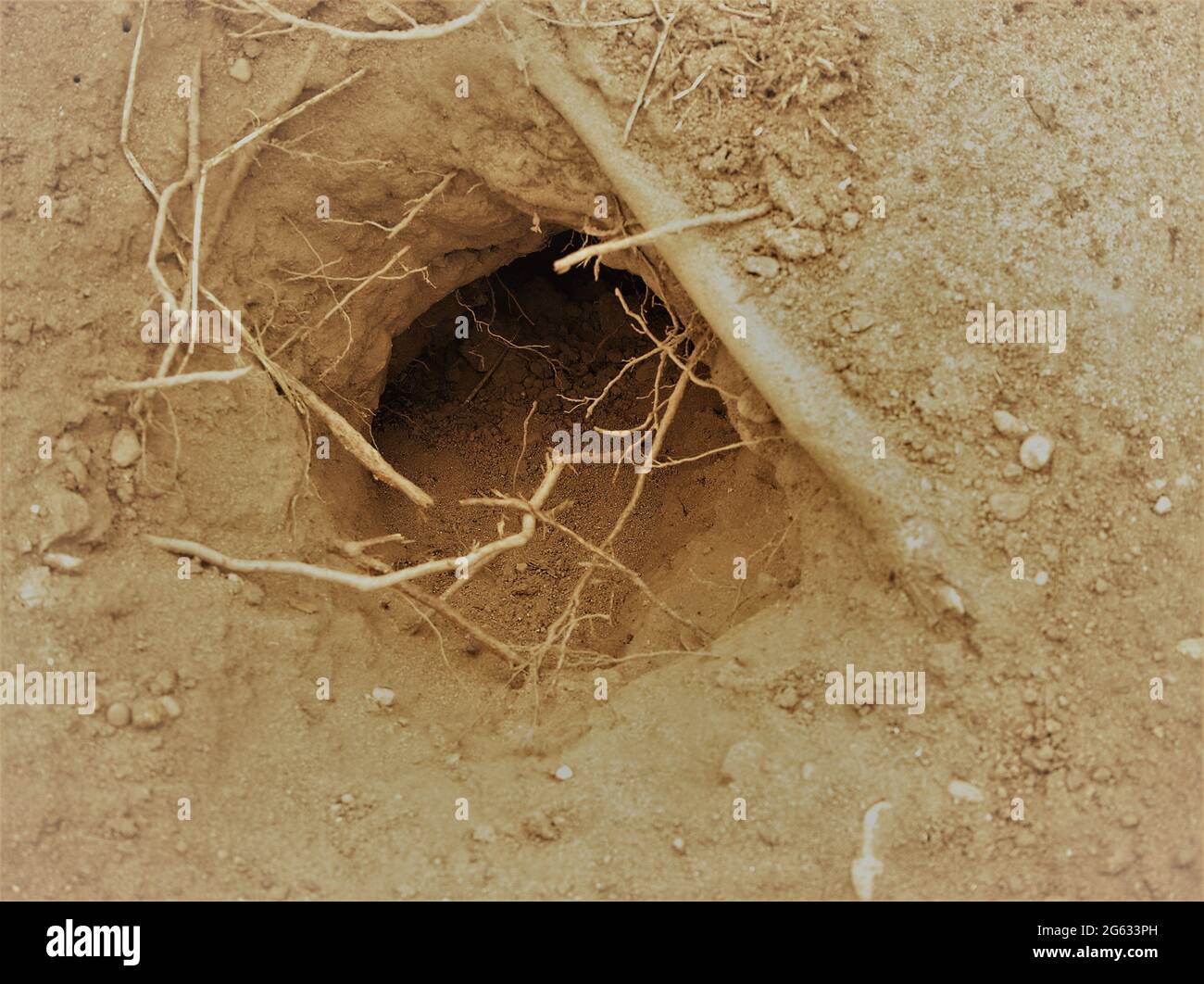 Rabbit hole hi-res stock photography and images - Alamy