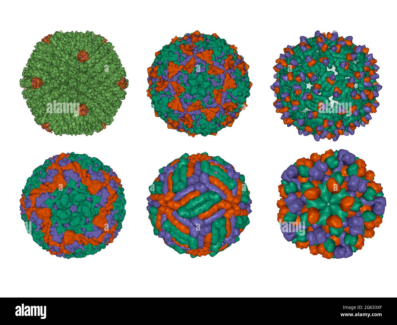 Diversity of capsid proteins structural arrangements in icosahedral ...