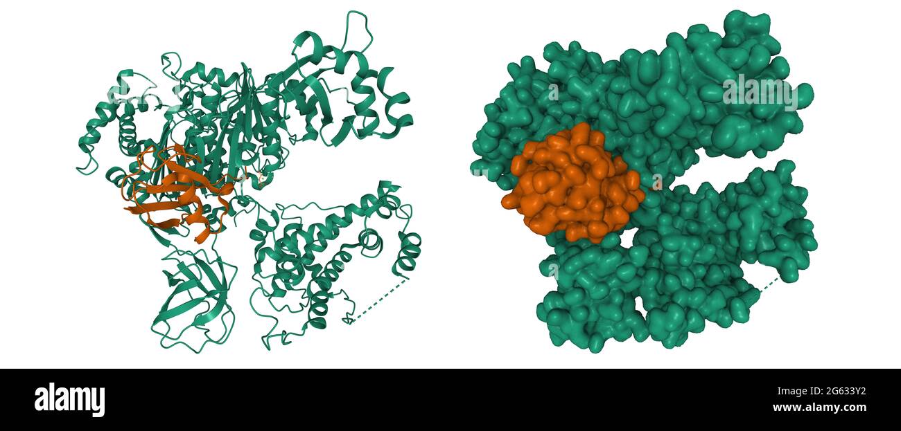 Structure of human ubiquitin activating enzyme E1 (Uba1, green) in ...