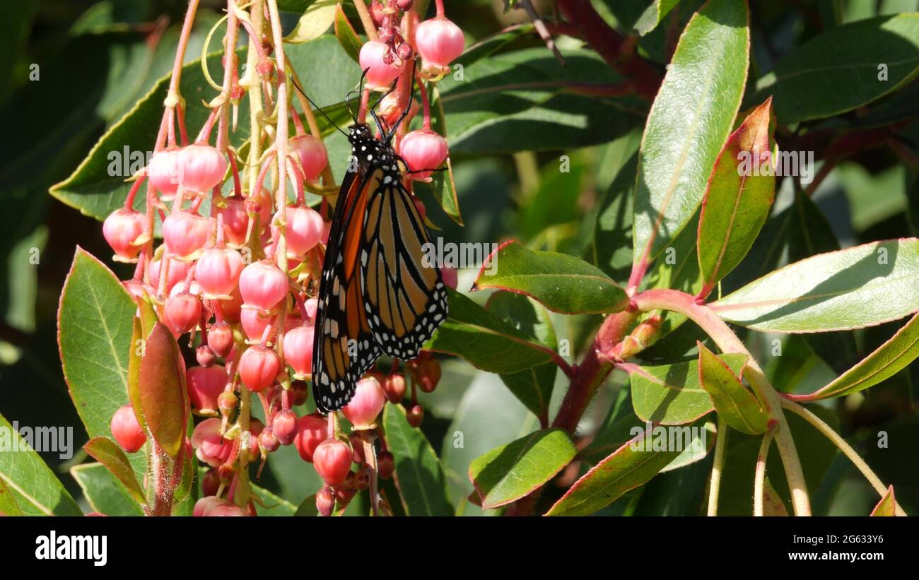 Monarch butterfly pollinate arbutus flower, California USA. Pink ...