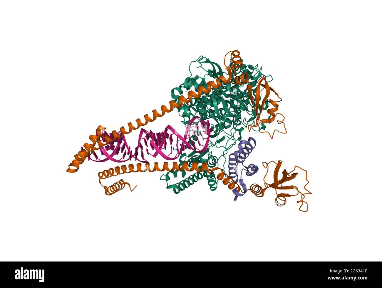 Structure of replicating SARS-CoV-2 polymerase, non-structural proteins ...