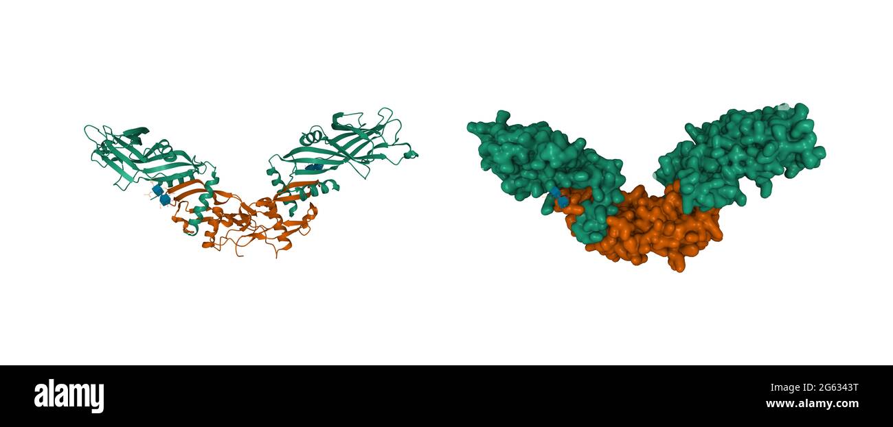 Structure of pro-bone morphogenetic protein 9 (BMP9) tetramer:BMP9 ...