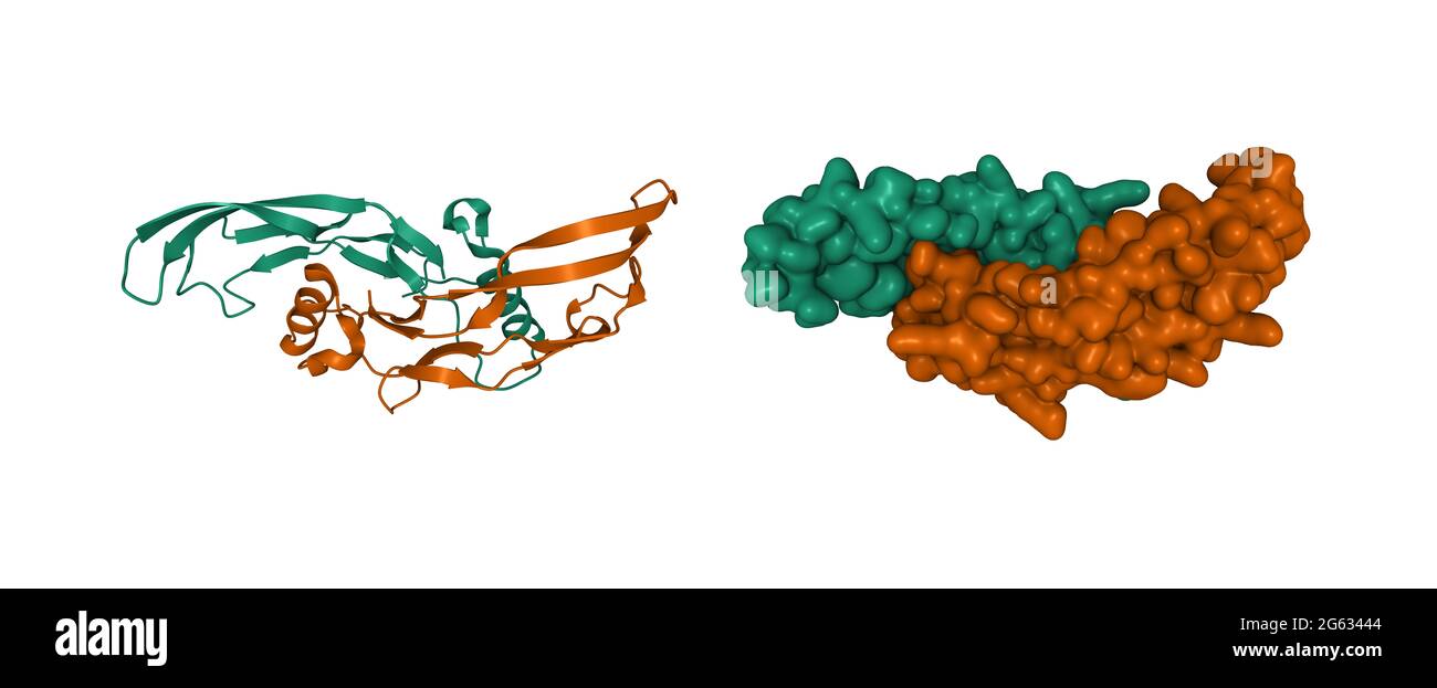 Protein Structure Cartoon