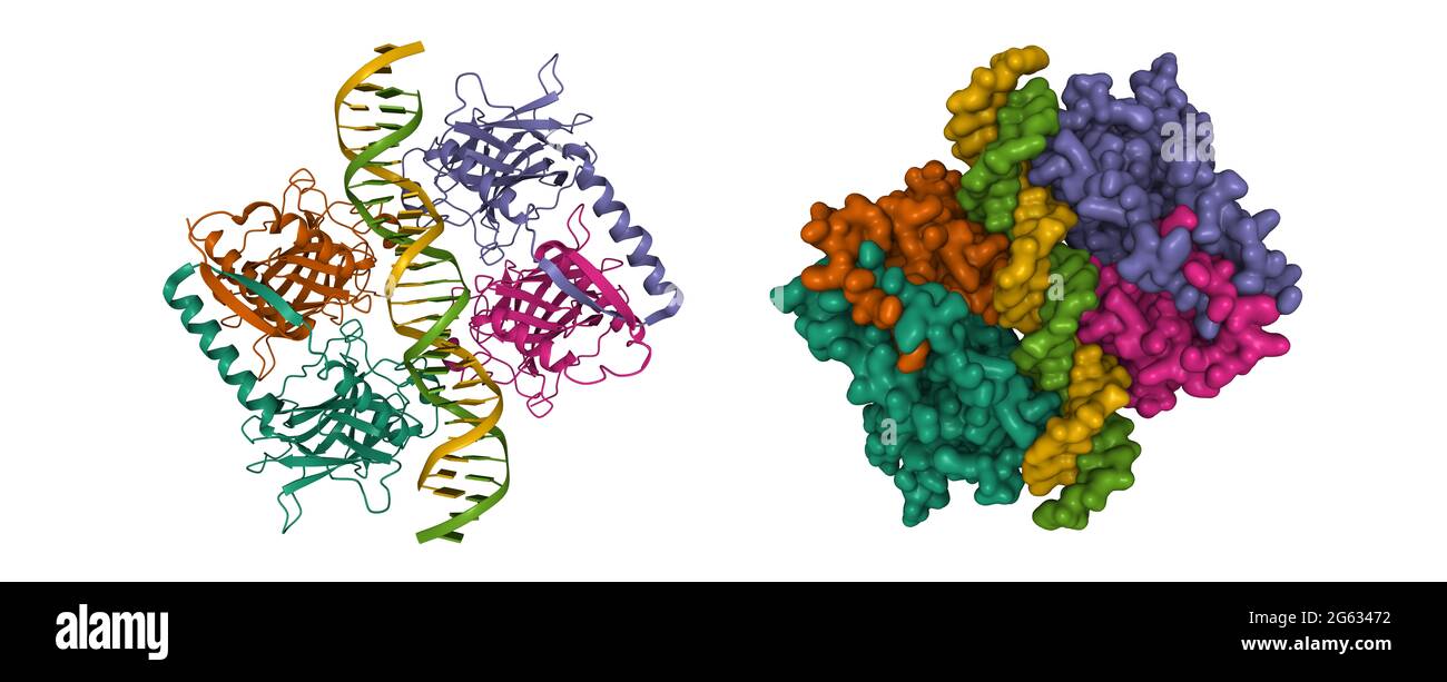 Four molecules of the cellular tumor antigen p53 complexed with DNA, 3D ...