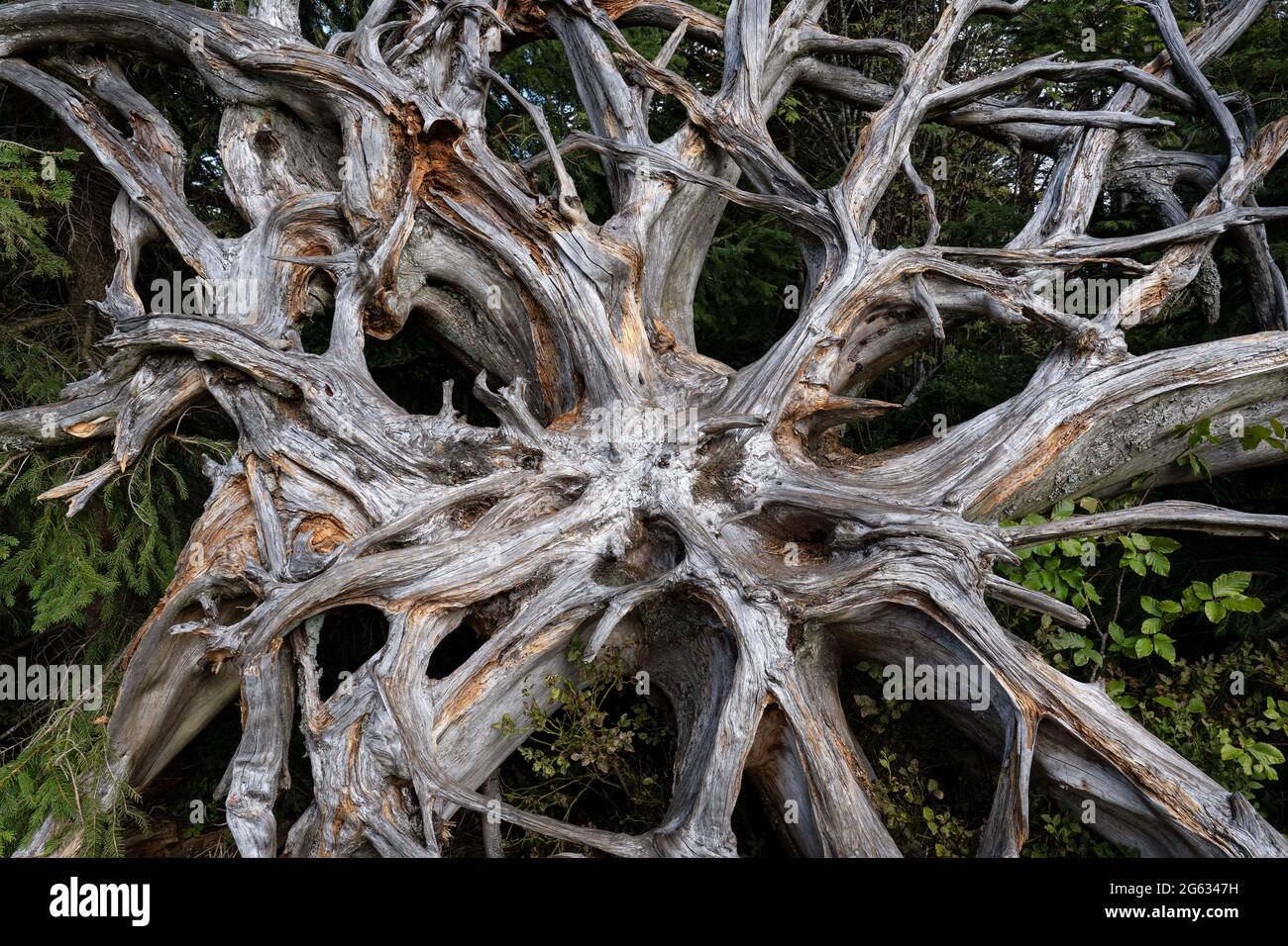Tree root texture hi-res stock photography and images - Alamy