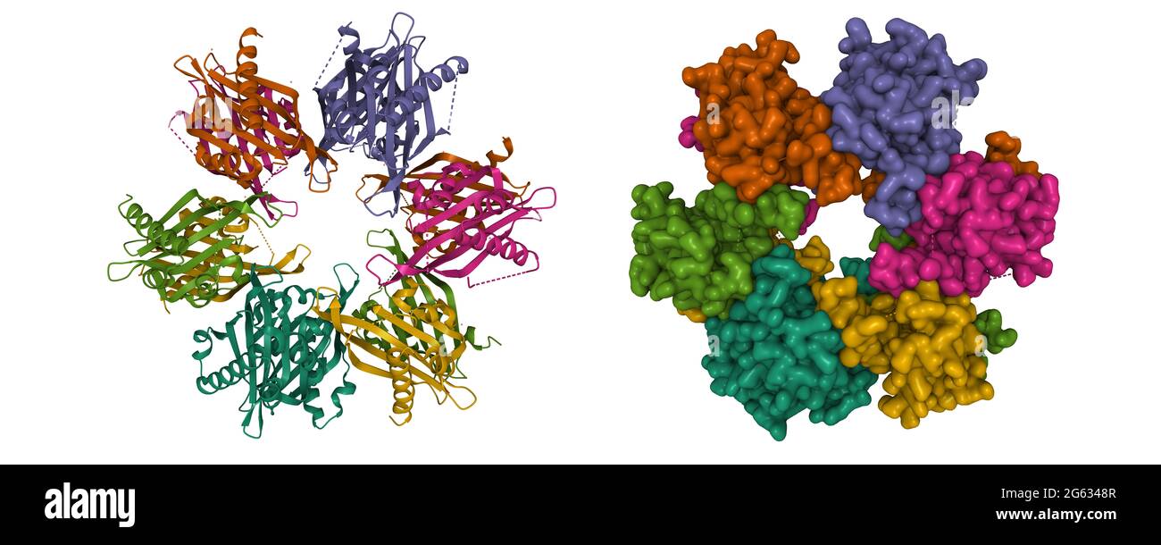 Crystal structure of the human CaMKII-alpha hub, 3D cartoon and ...