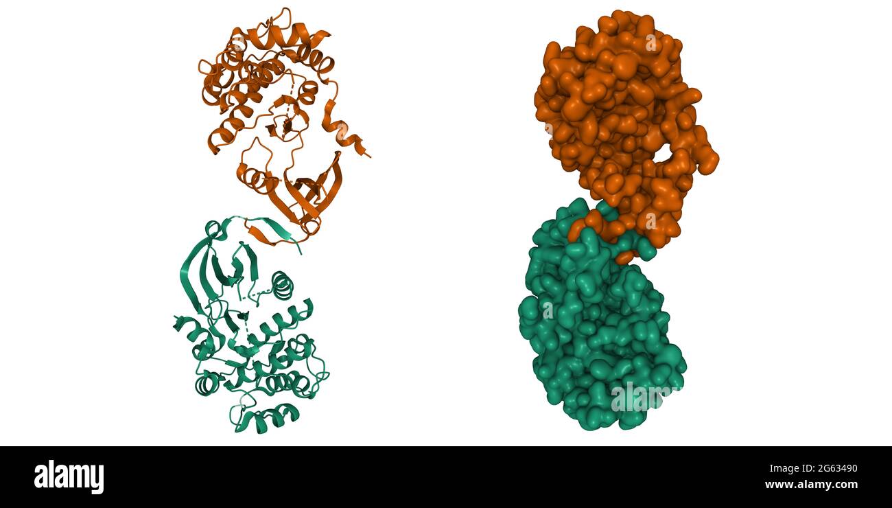 Structure of human calmodulin-dependent protein kinase 1D homodimer, 3D ...