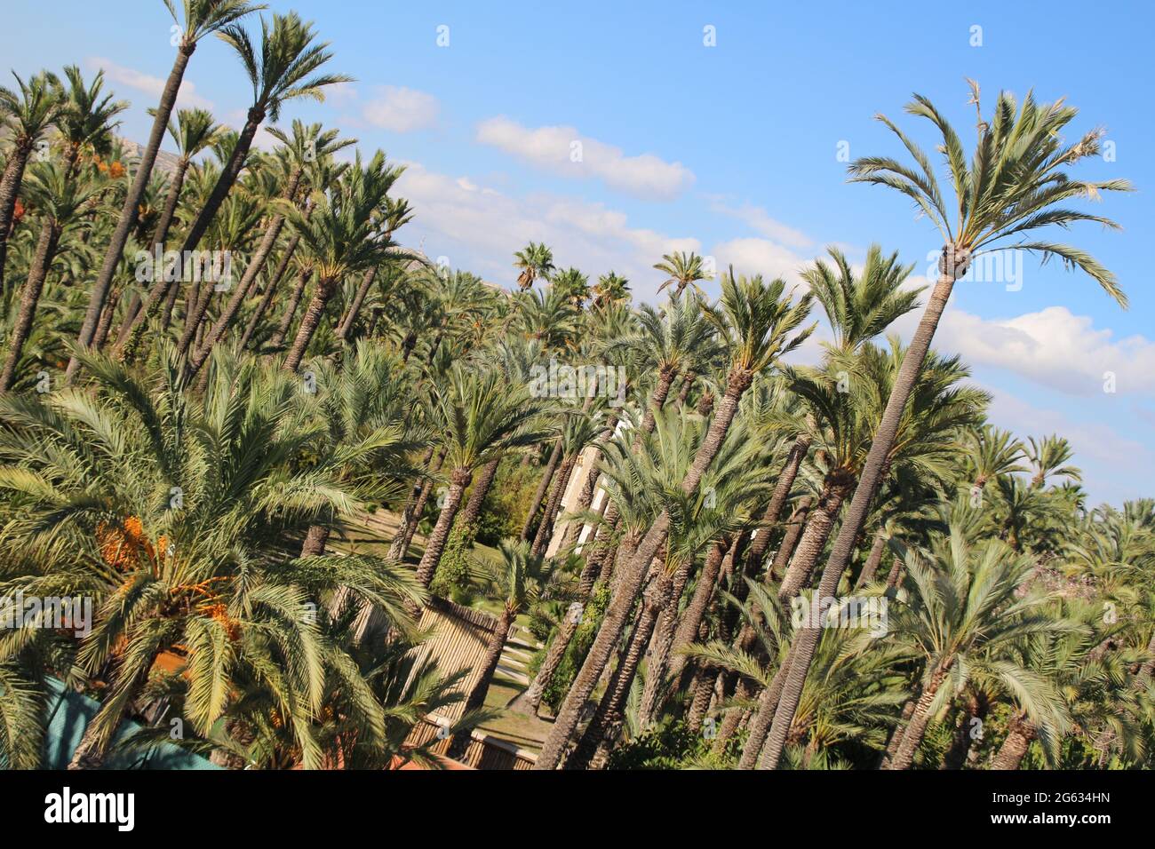 Elche palmeral hi-res stock photography and images - Alamy