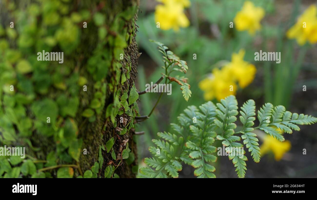 Fern leaf, moss and tree bark in forest, California USA. Springtime ...