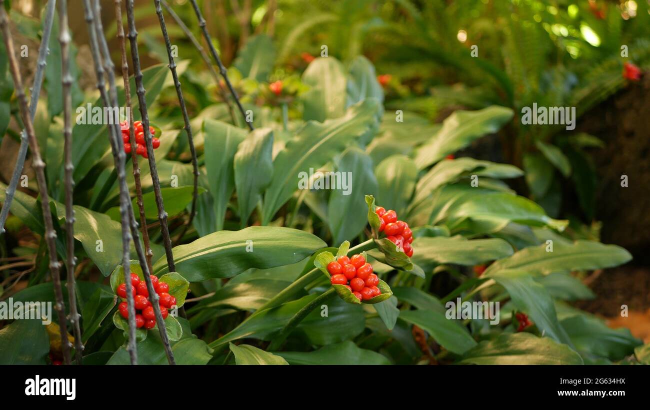 Red berries in forest, California USA. Exotic tropical jungle ...