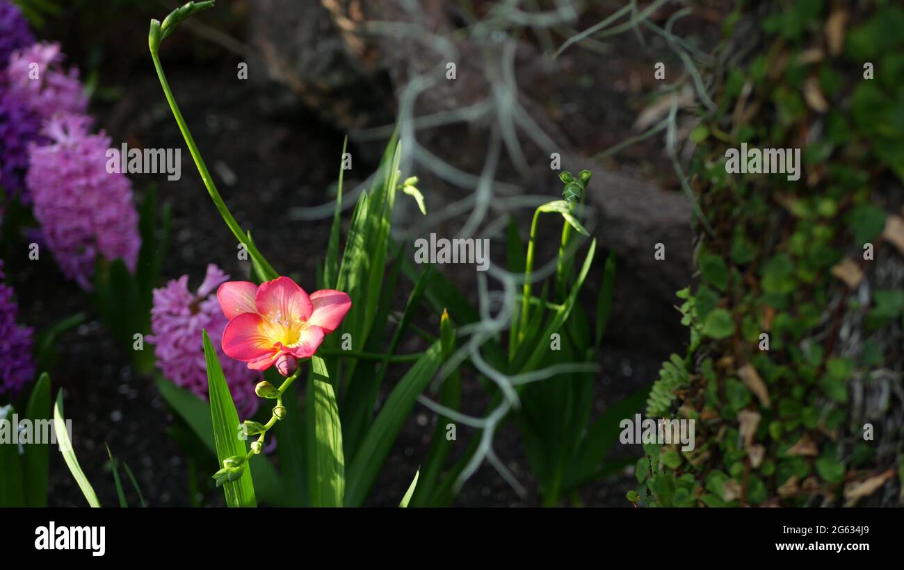 Tiny freesia hyacinth purple flower in forest, California USA ...