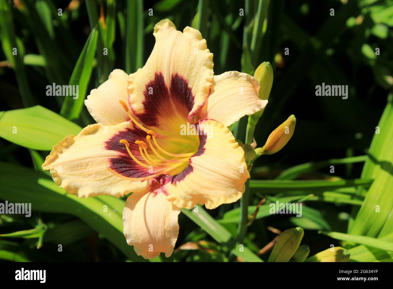 Mild yellow flower hi-res stock photography and images - Alamy