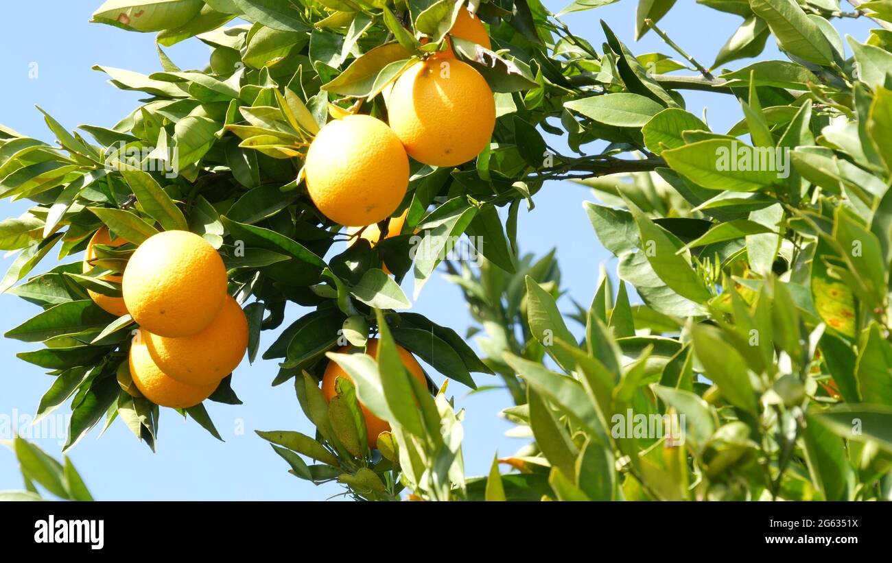 Citrus orange fruit on tree, California USA. Spring garden, american ...