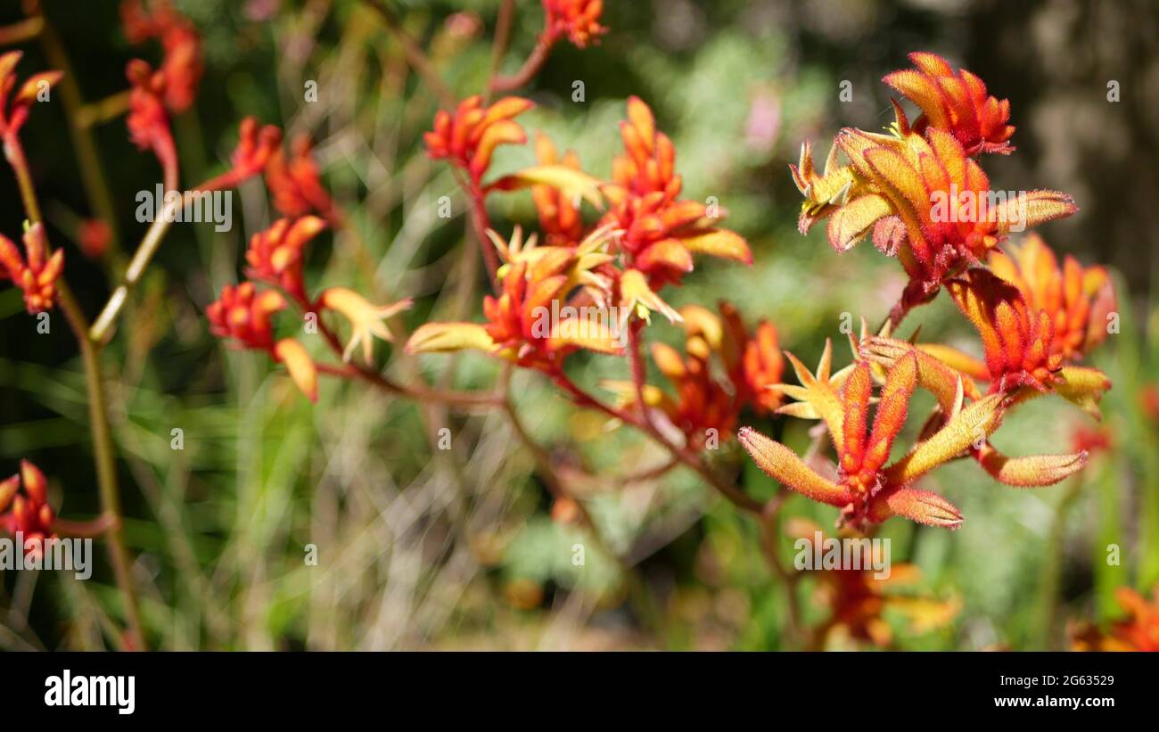 Anigozanthos humilis hi-res stock photography and images - Alamy