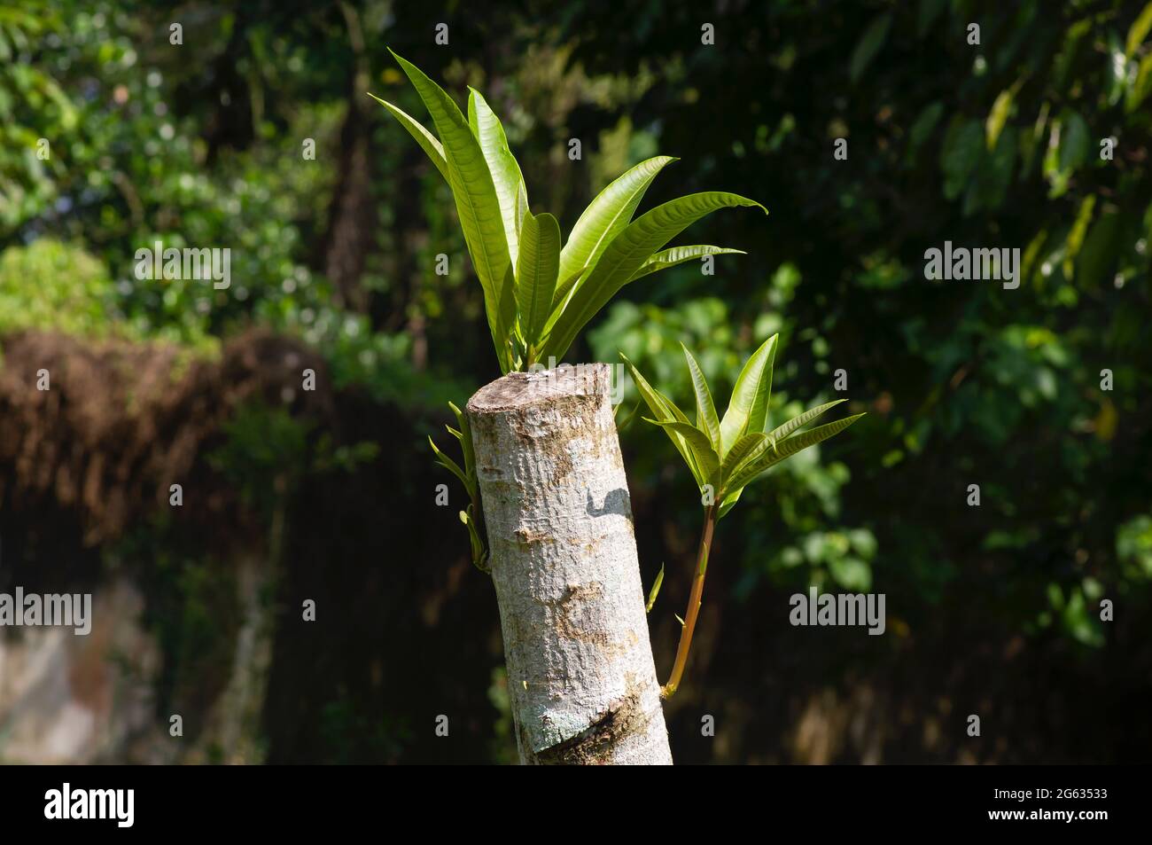 Mangoes growing mango tree hi-res stock photography and images - Alamy