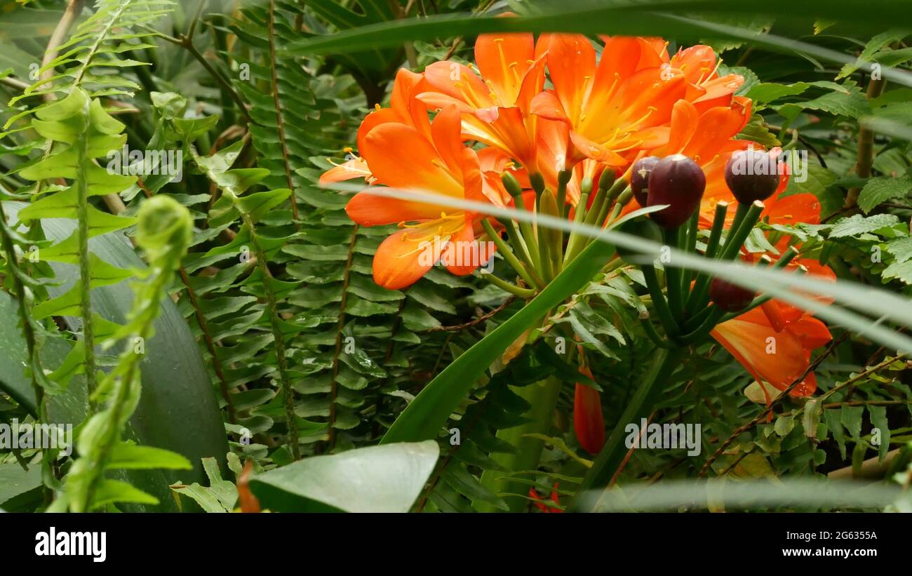 Natal bush kafir lily flower, California, USA. Clivia miniata orange flamboyant exotic fiery ...