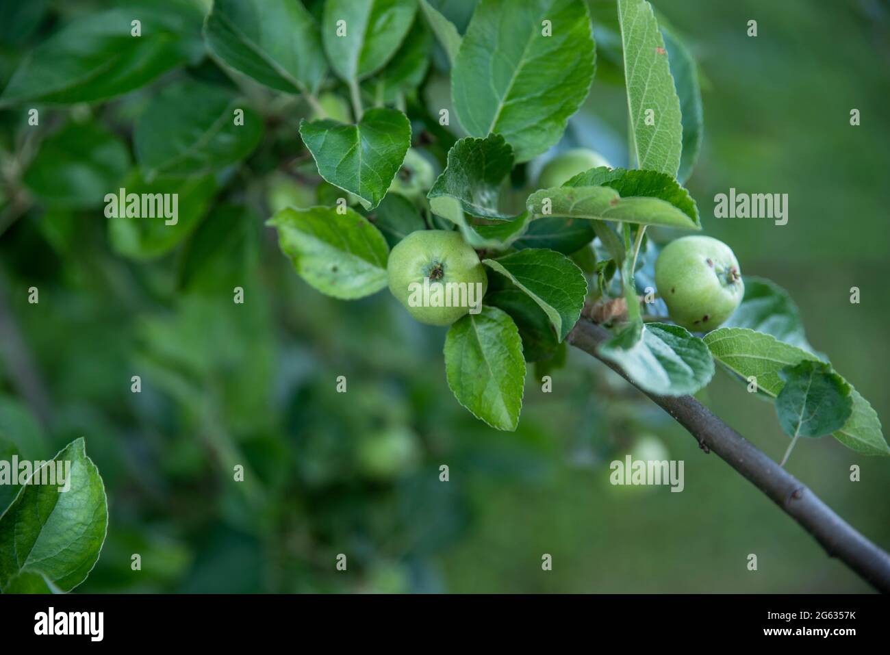 green apples ripening on an apple tree branch green nature bokeh ...