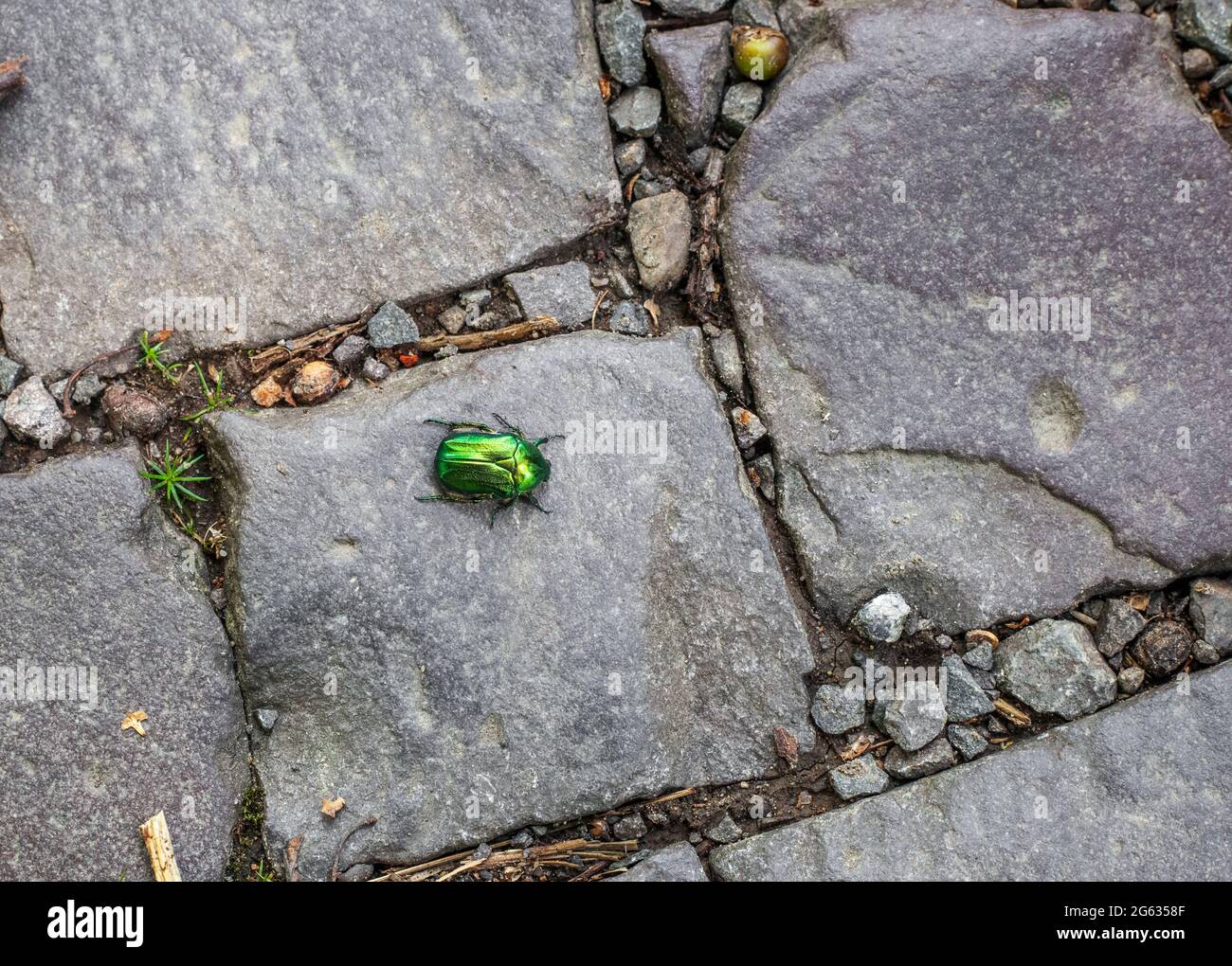 Green rose chafer beetle crawling along cobbled road. Cetonia aurata ...