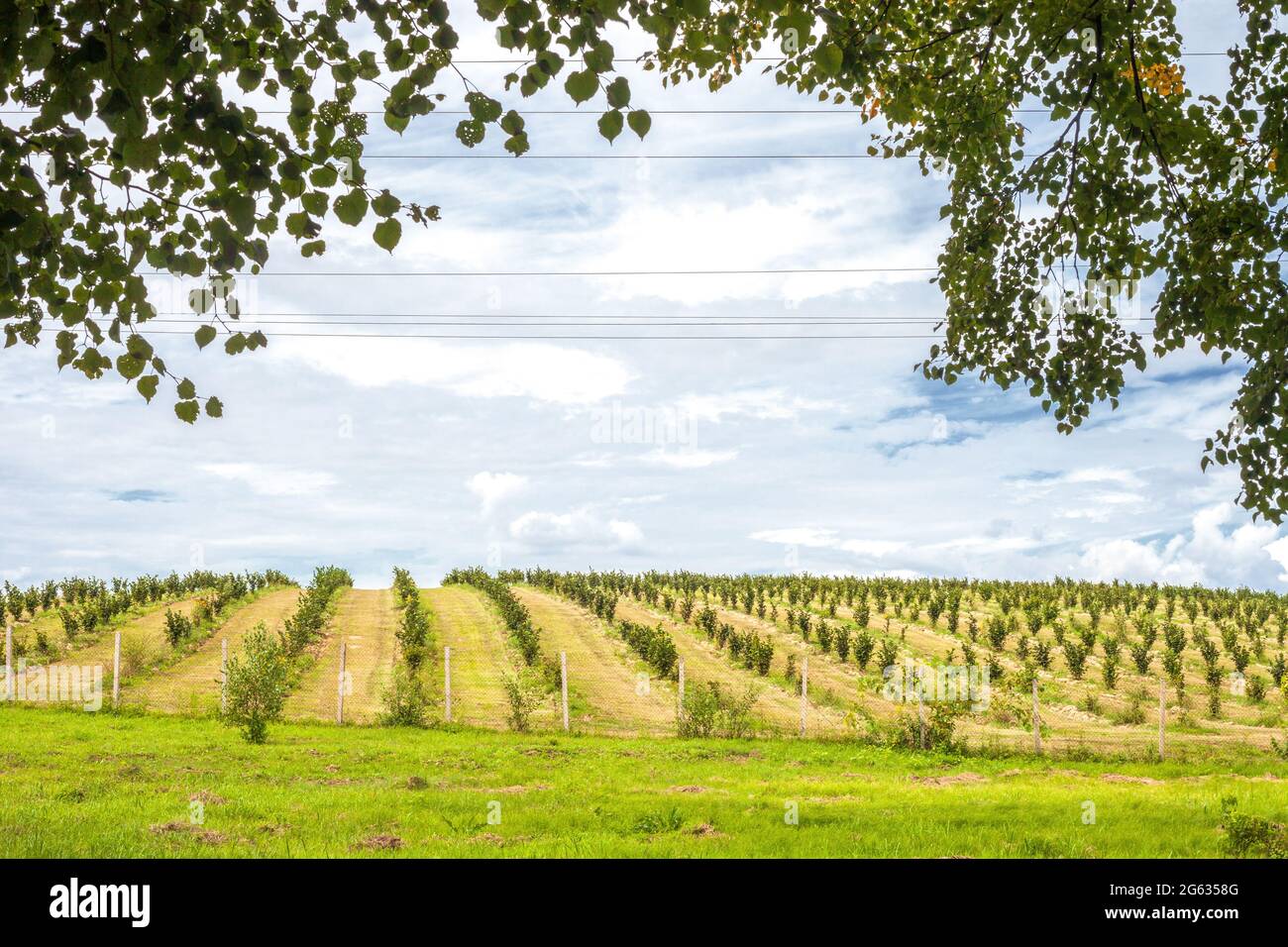 Summer rural landscape with green vineyards by blue sky at sunlight day ...