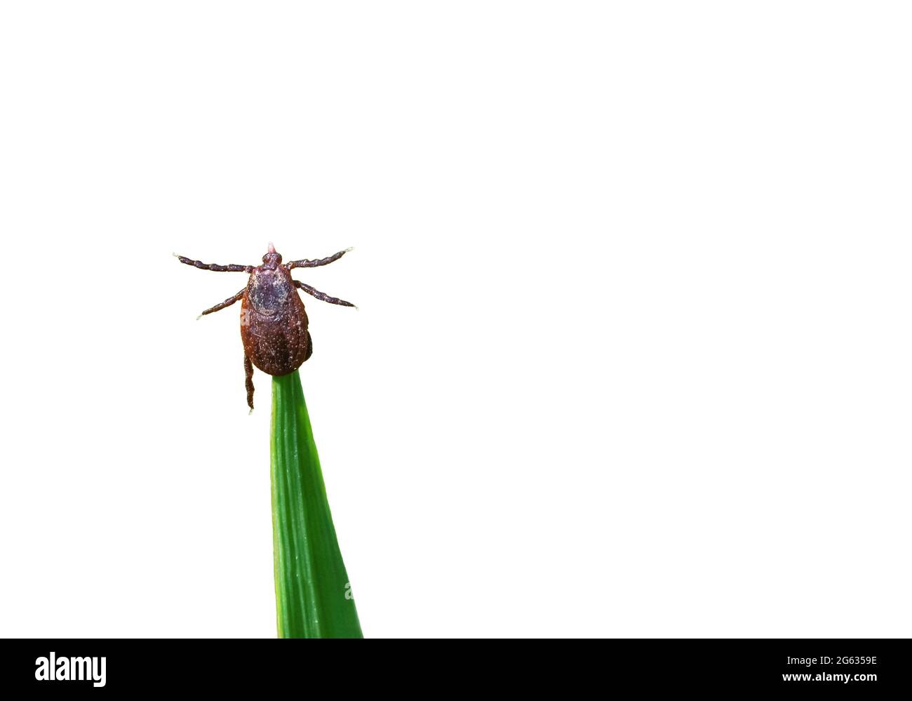 Sheep tick nymph Cut Out Stock Images & Pictures - Alamy