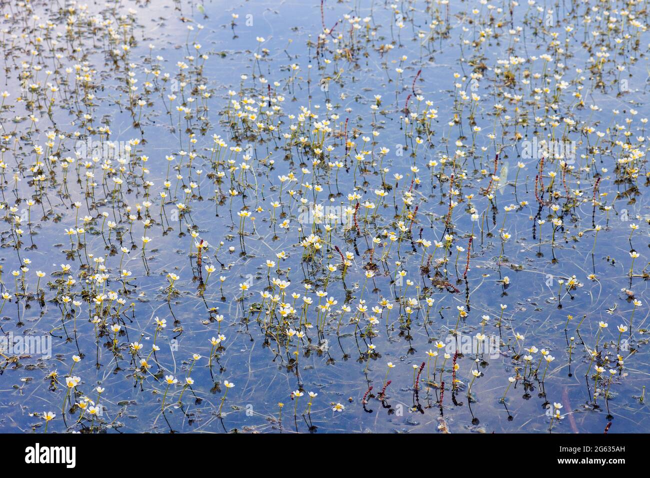 Common white water-crowfoot small flowers growing in lake. Ranunculus ...