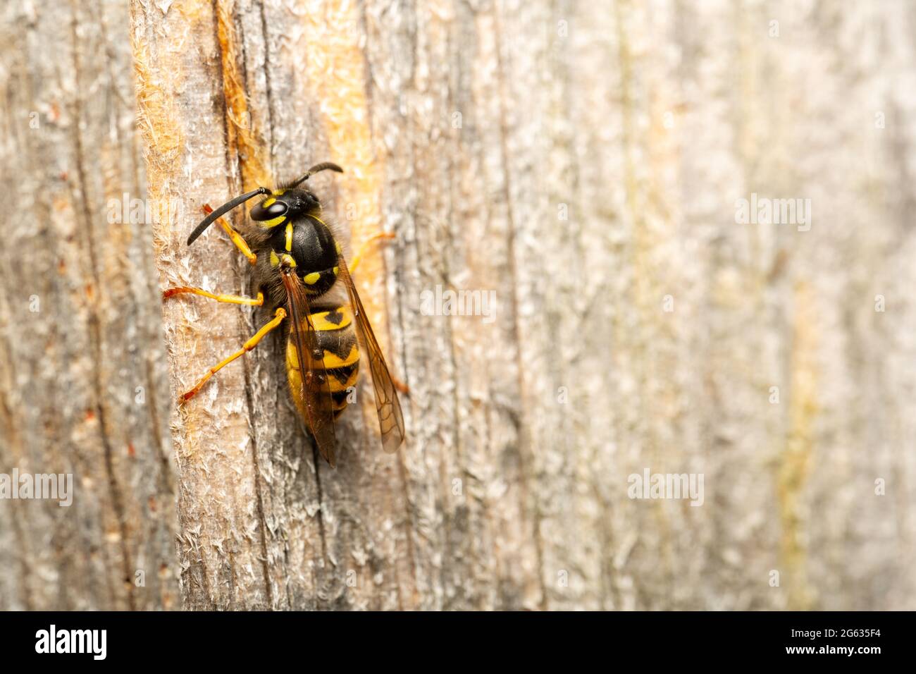 Wasp chewing a wooden fence Stock Photo - Alamy