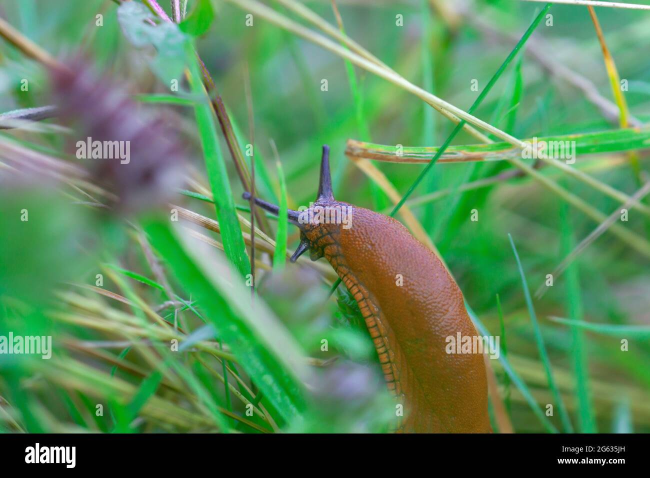 Brown Spanish slug crawling in summer garden. Arion vulgaris portrait ...
