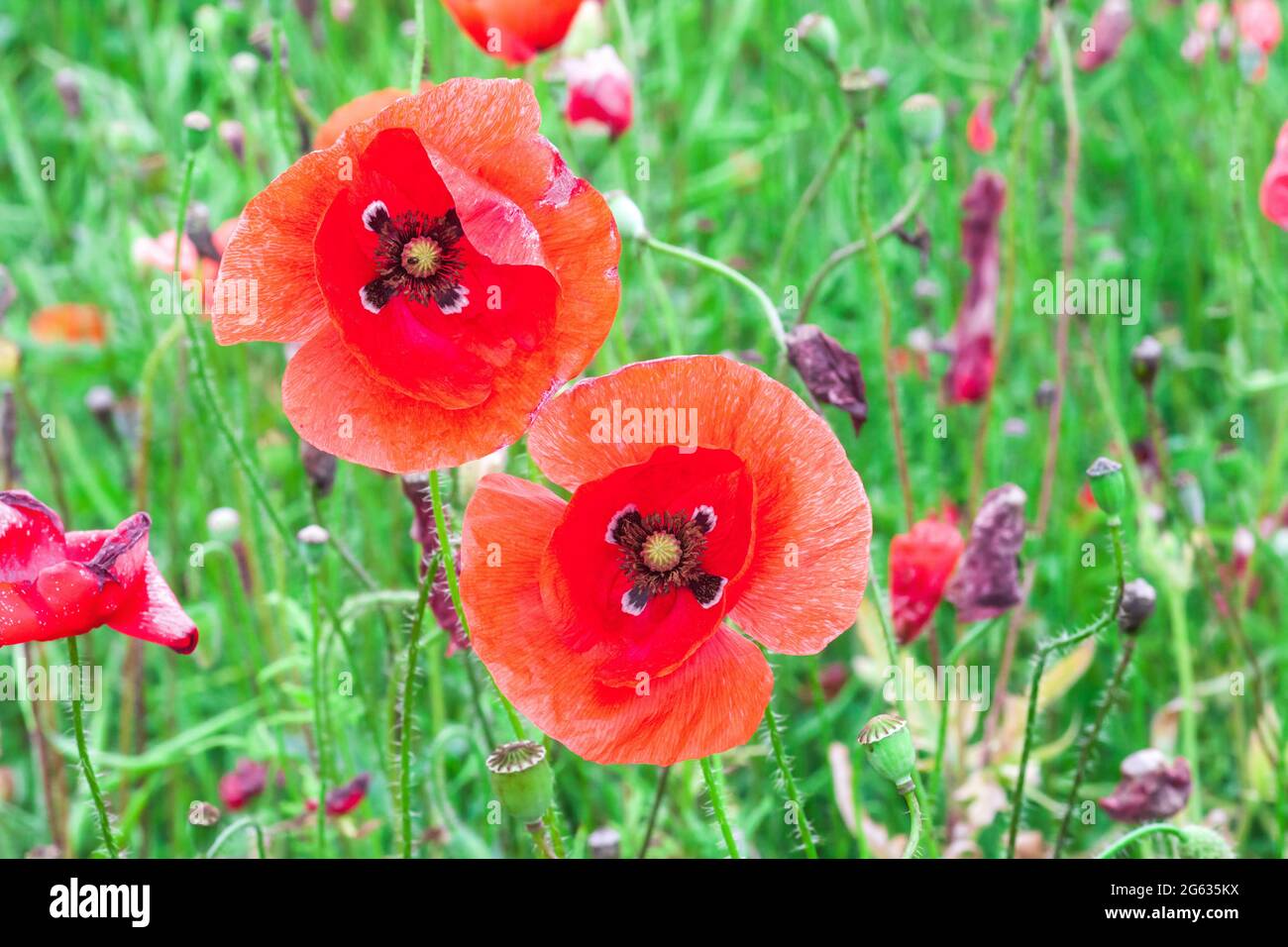 Ww2 poppy fields hi-res stock photography and images - Alamy