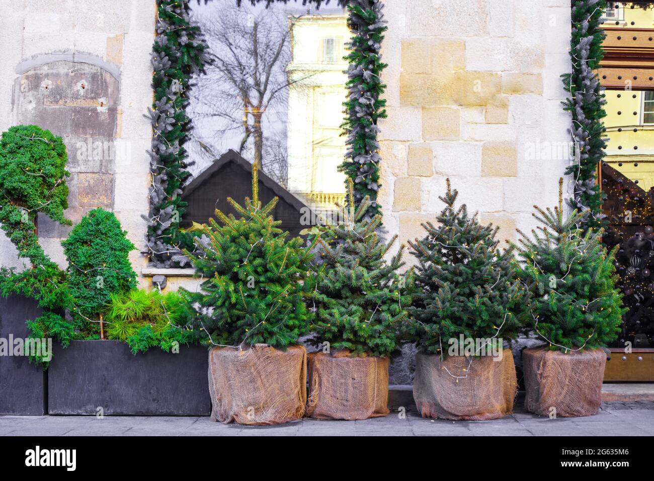 Small Potted Evergreen Trees Evergreen Dwarf Conifer