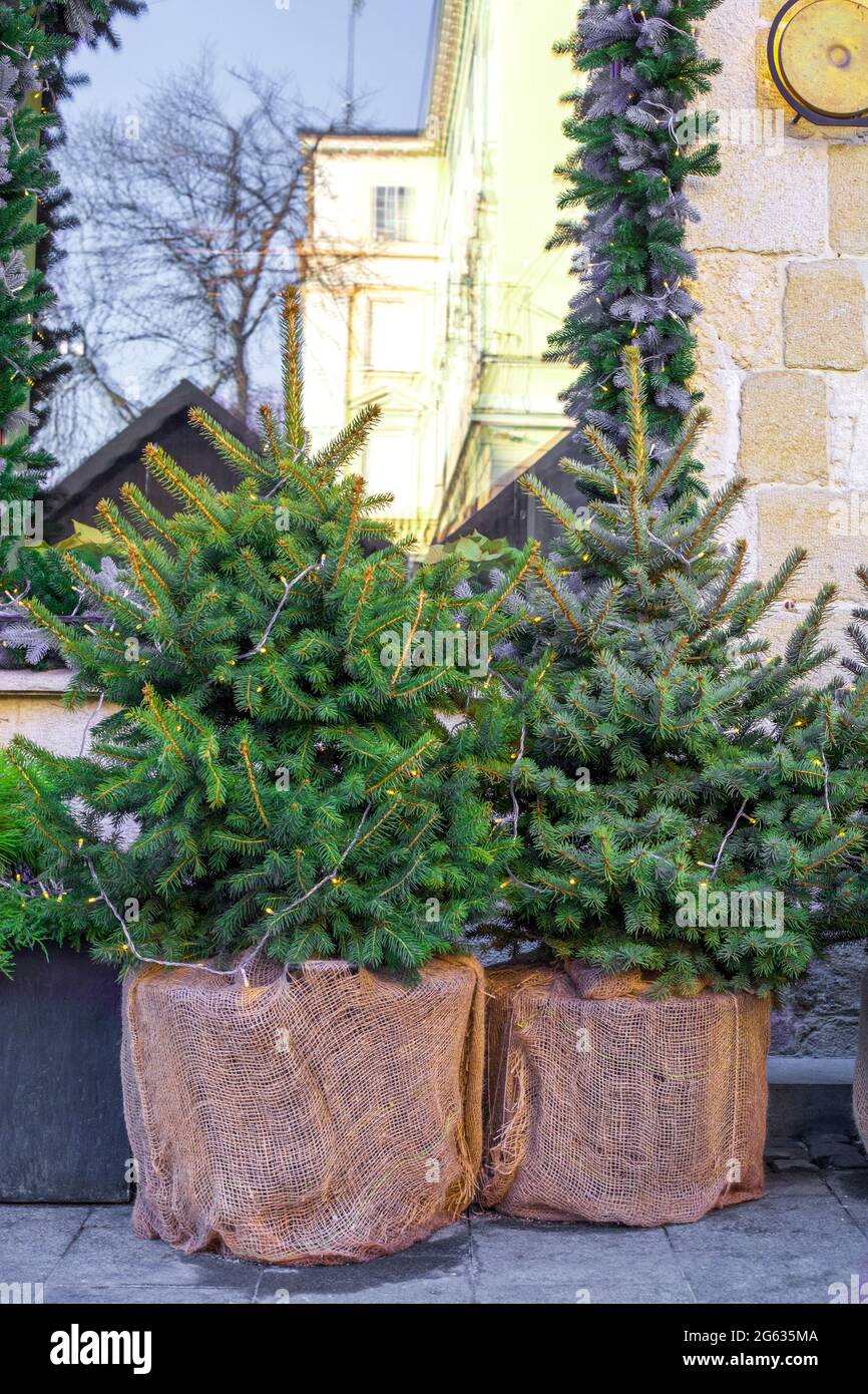 Small illuminated spruce trees in pots city street in front of house ...